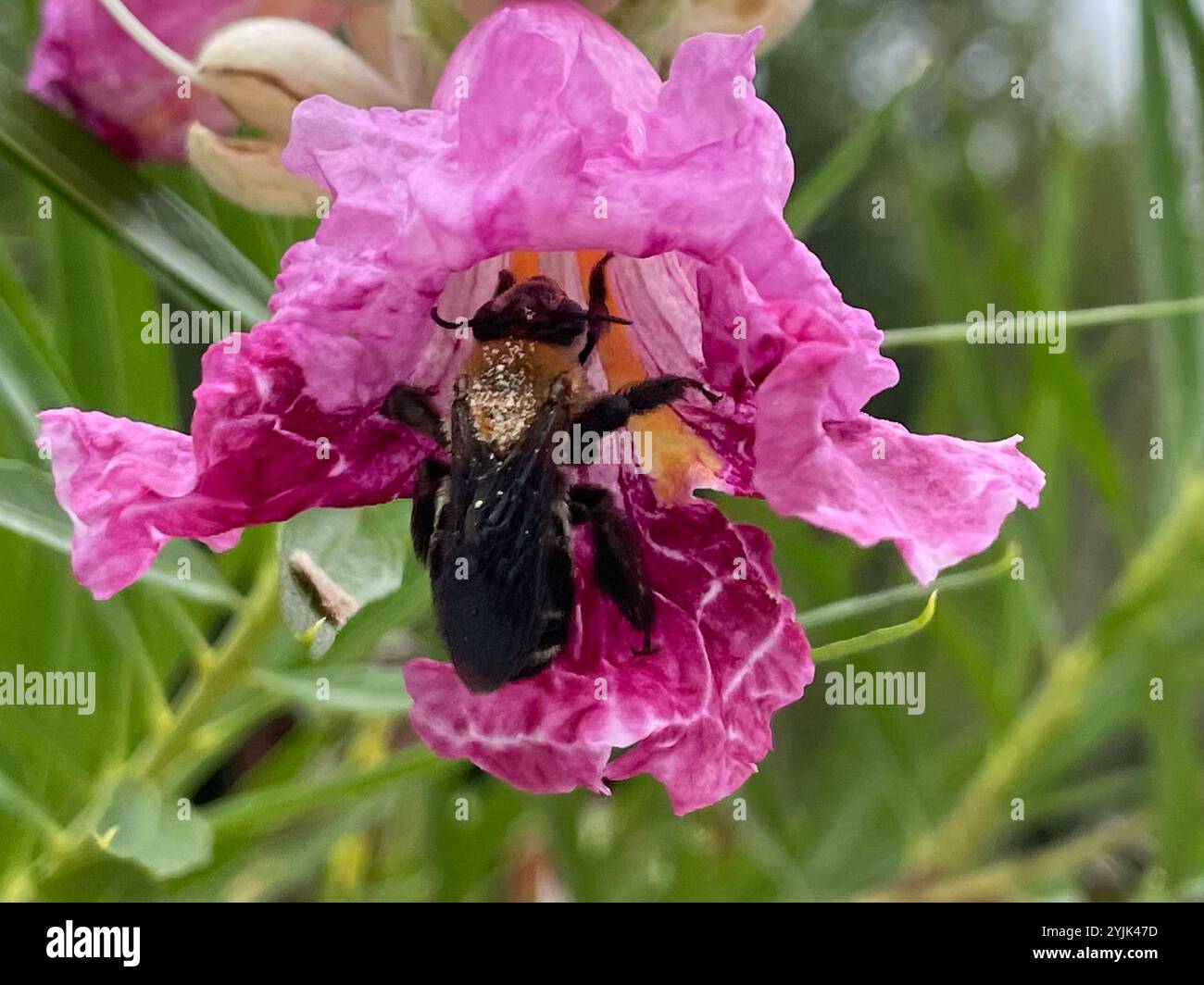 Svastra atripes hi-res stock photography and images - Alamy