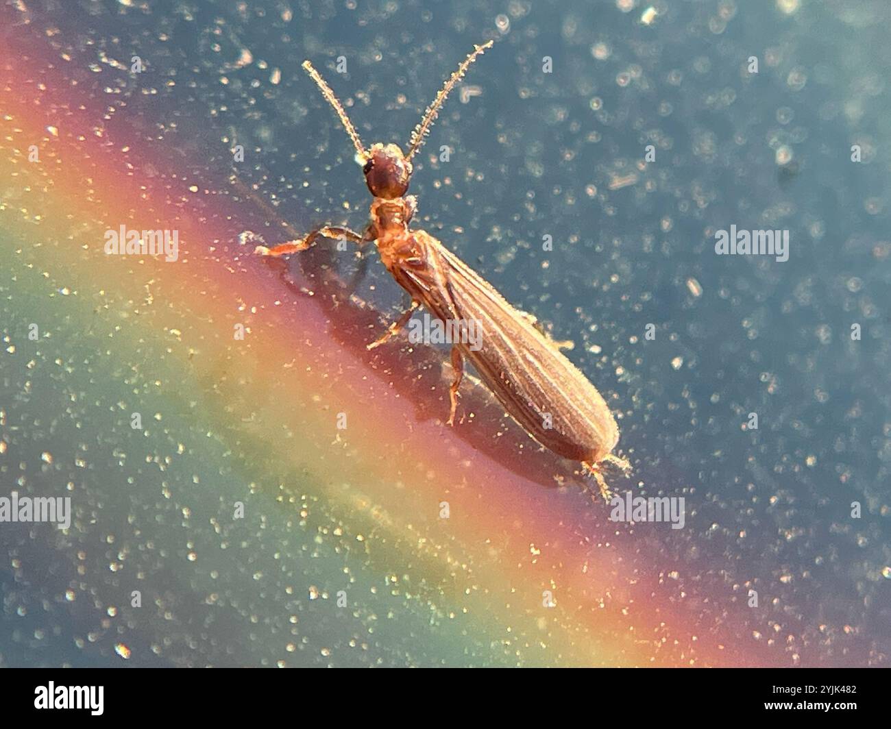 Webspinners hi-res stock photography and images - Alamy