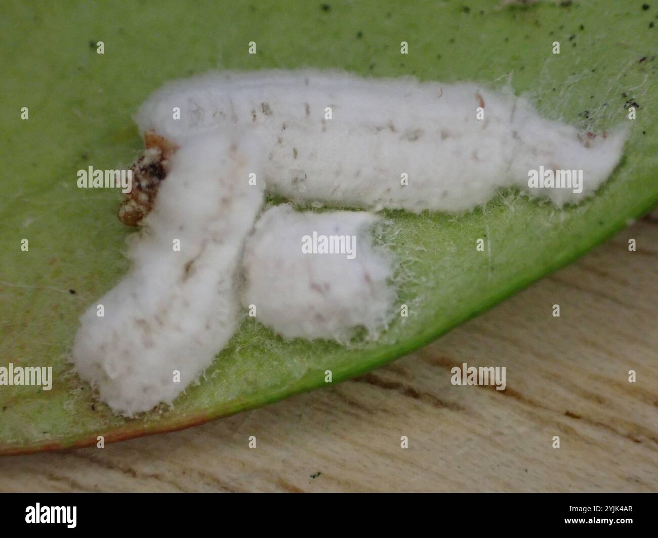 Cottony Yew Scale (Pulvinaria floccifera Stock Photo - Alamy