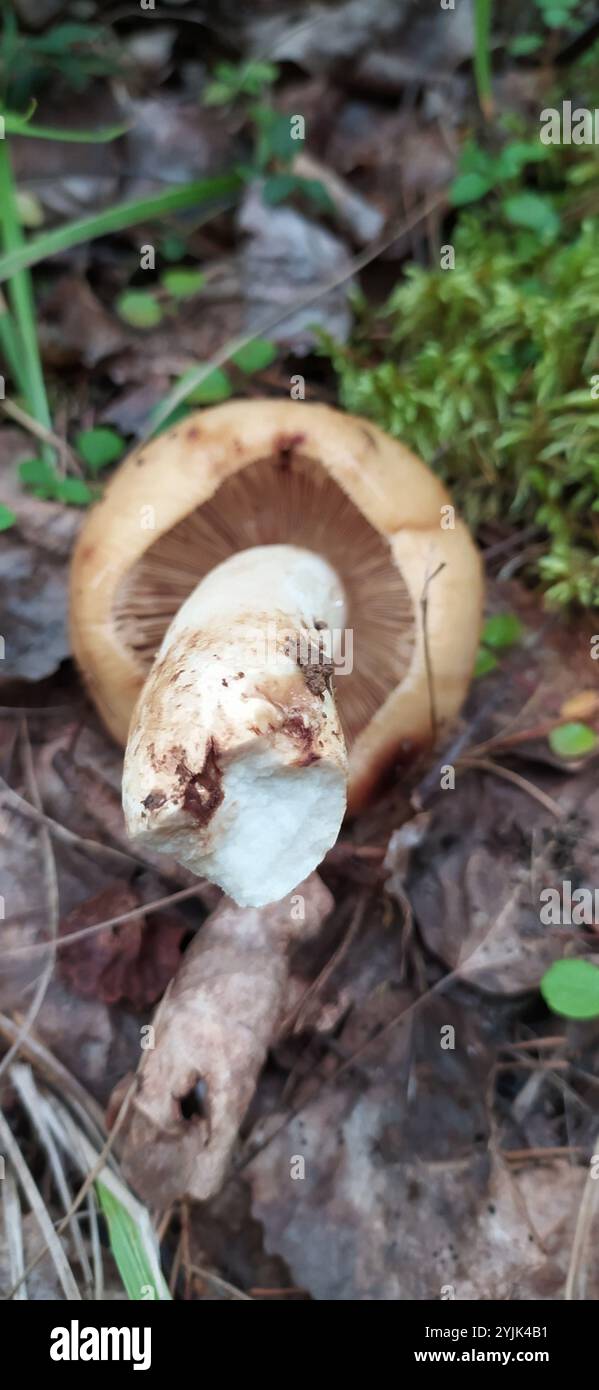 Stinking Brittlegill (Russula foetens Stock Photo - Alamy