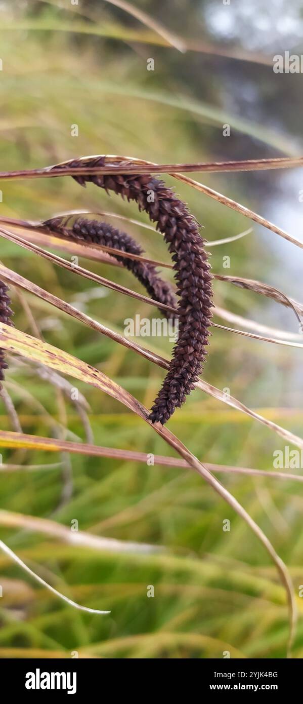 Slender tufted sedge hi-res stock photography and images - Alamy