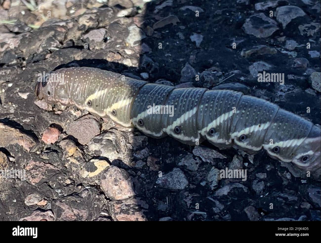 Five-spotted Hawk Moth (Manduca quinquemaculatus Stock Photo - Alamy
