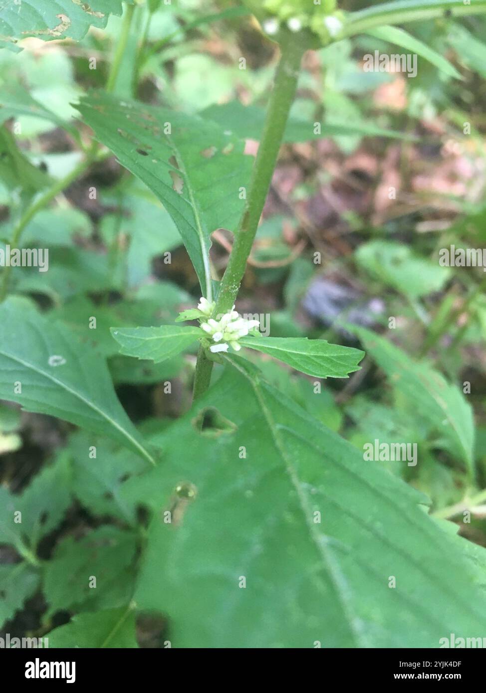 sweet bugleweed (Lycopus virginicus Stock Photo - Alamy