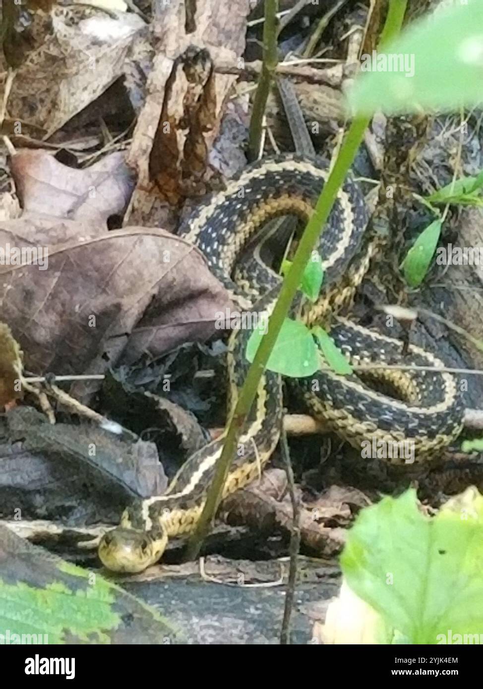 Common Garter Snake (Thamnophis sirtalis Stock Photo - Alamy