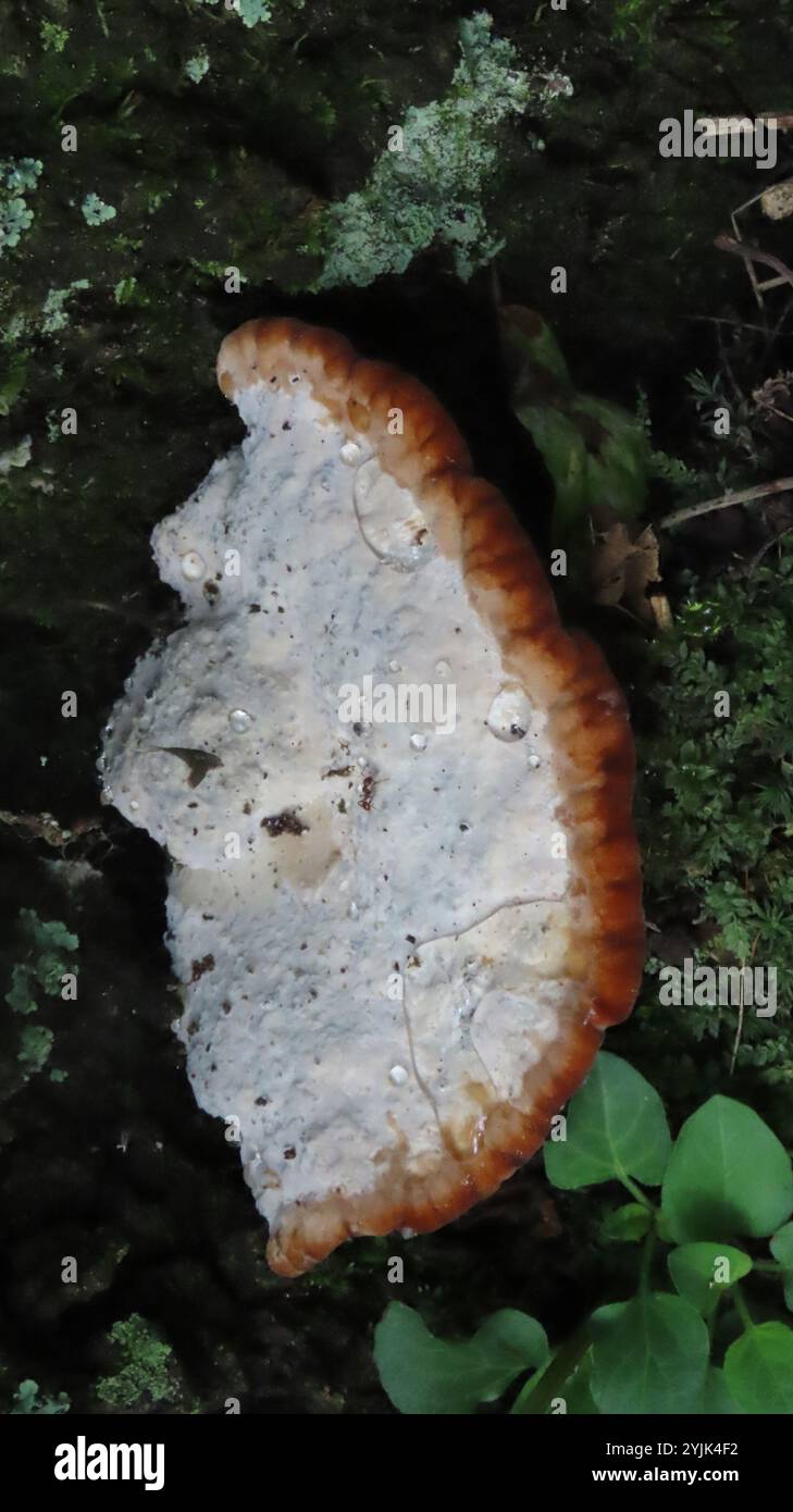 green cheese polypore (Fomitopsis spraguei Stock Photo - Alamy