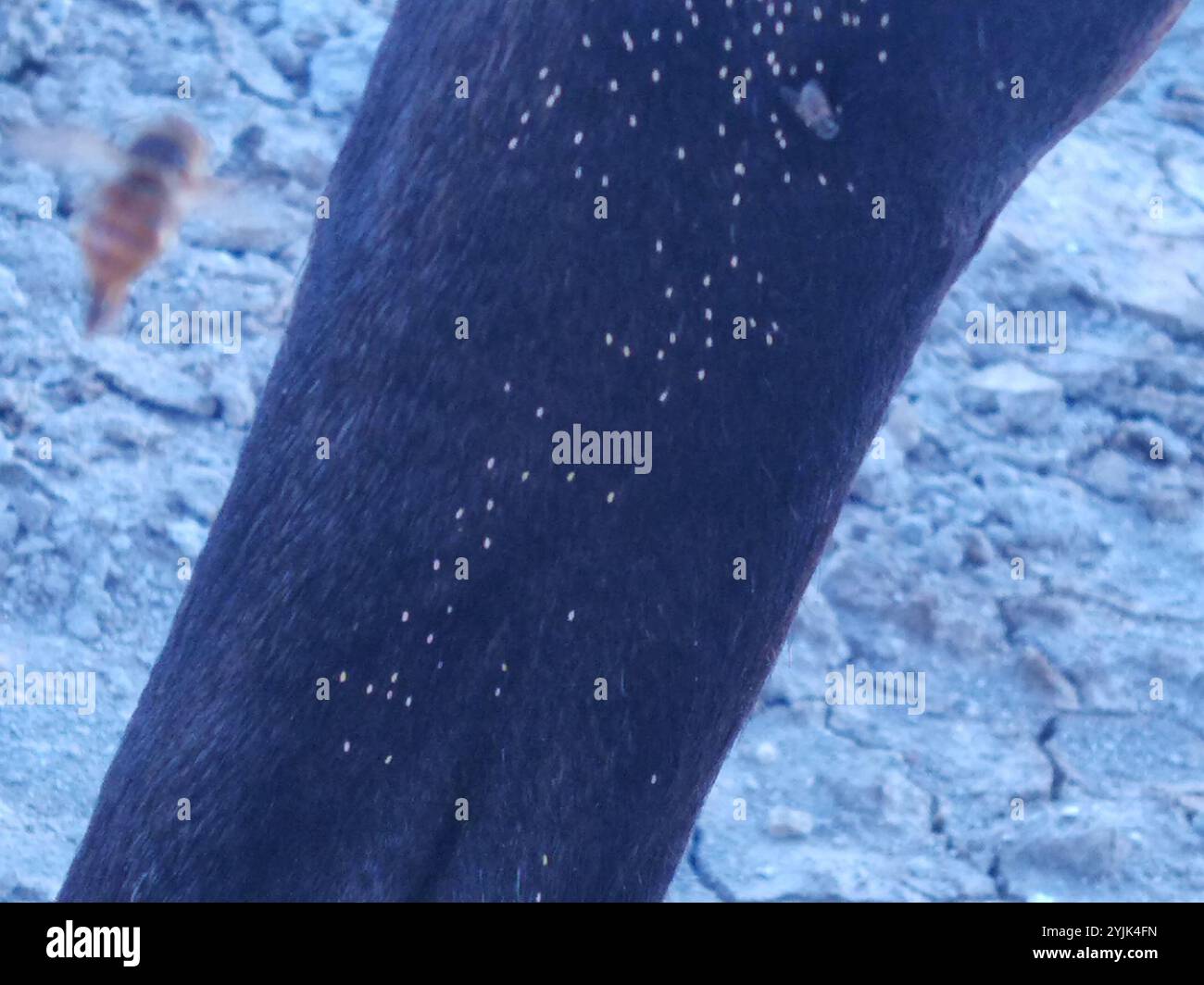 Horse Botfly (Gasterophilus intestinalis Stock Photo - Alamy