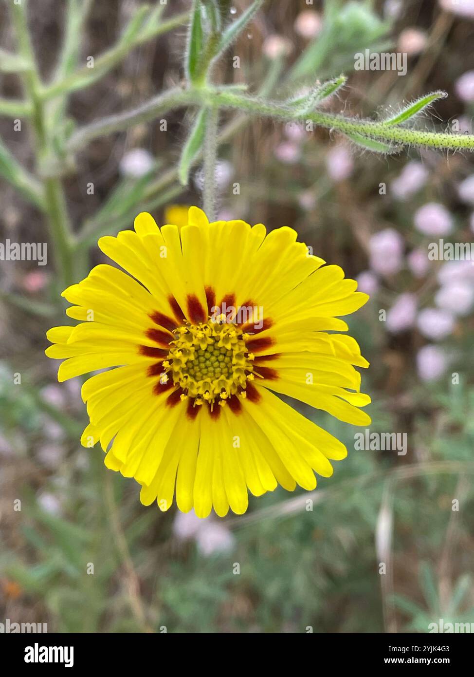 Common Madia (Madia elegans Stock Photo - Alamy