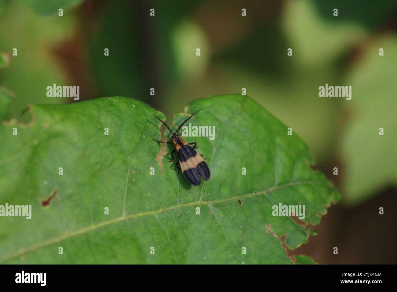 Reticulated beetle hi-res stock photography and images - Alamy