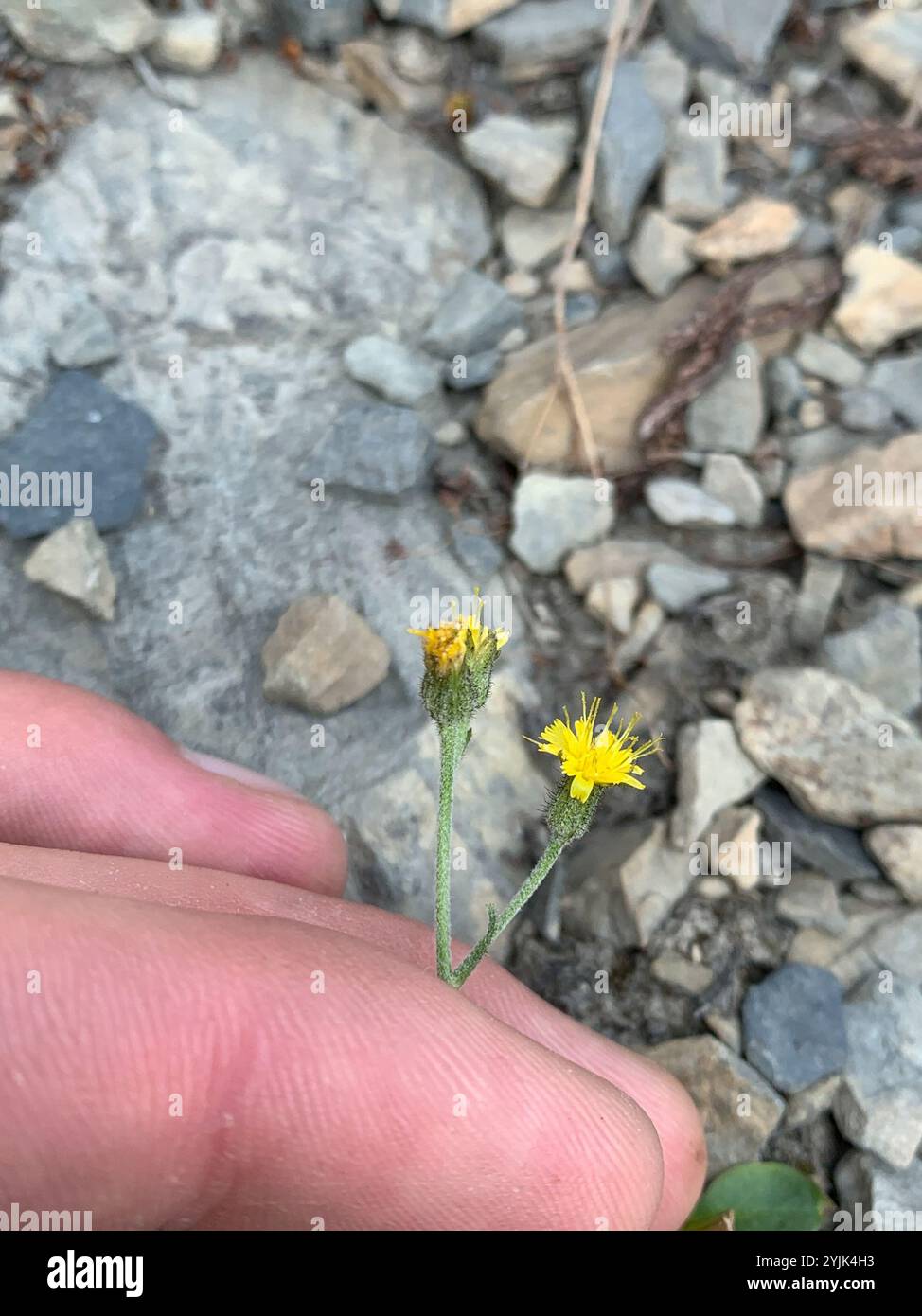 Slender hawkweed hi-res stock photography and images - Alamy
