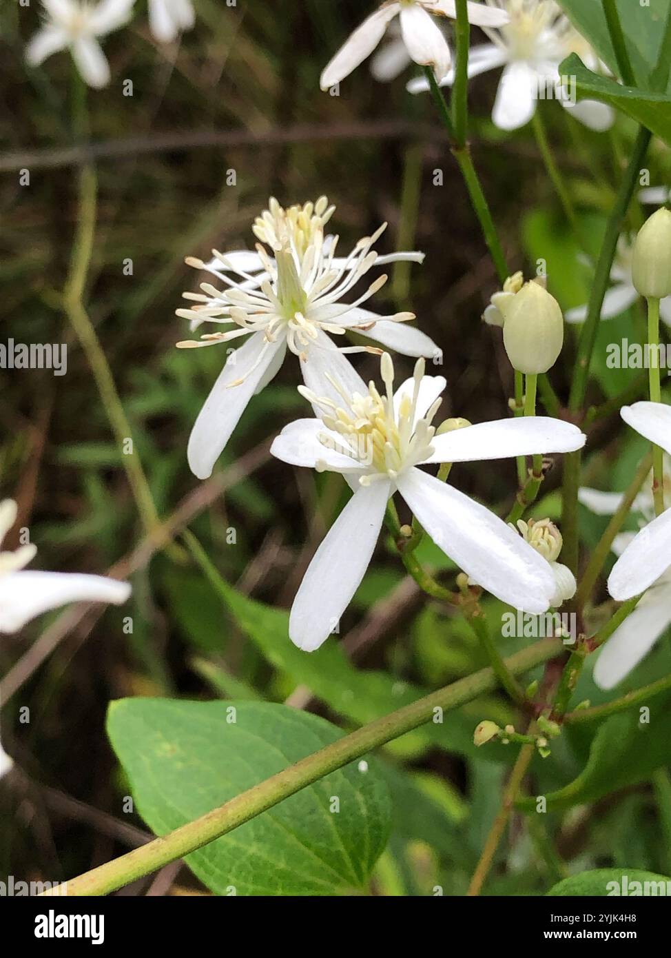 autumn clematis (Clematis terniflora Stock Photo - Alamy