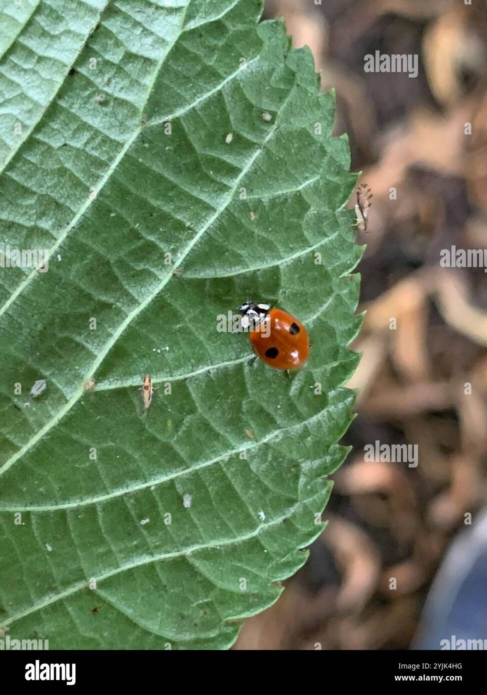 Two-spotted Lady Beetle (Adalia bipunctata Stock Photo - Alamy