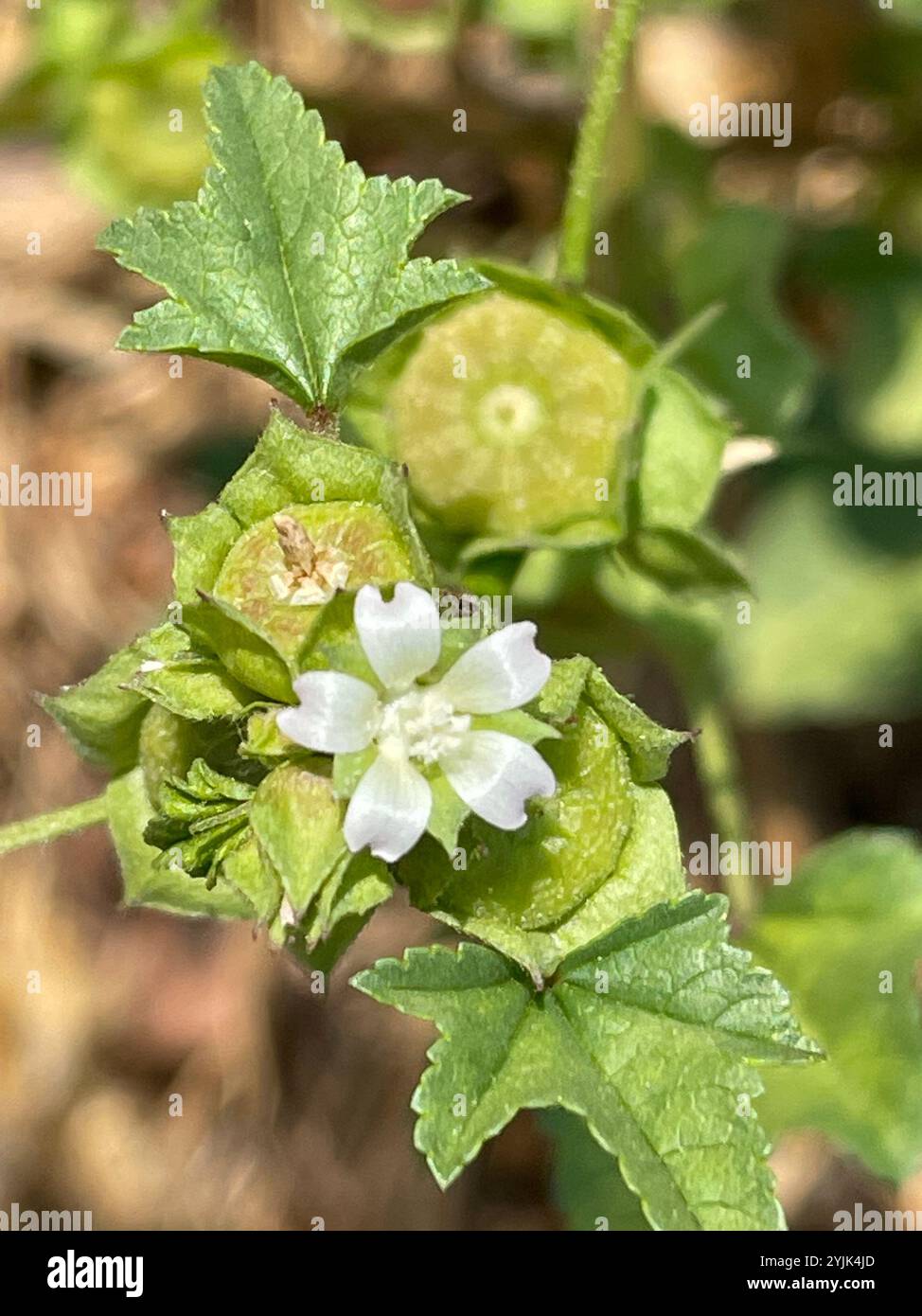 cheeseweed mallow (Malva parviflora Stock Photo - Alamy