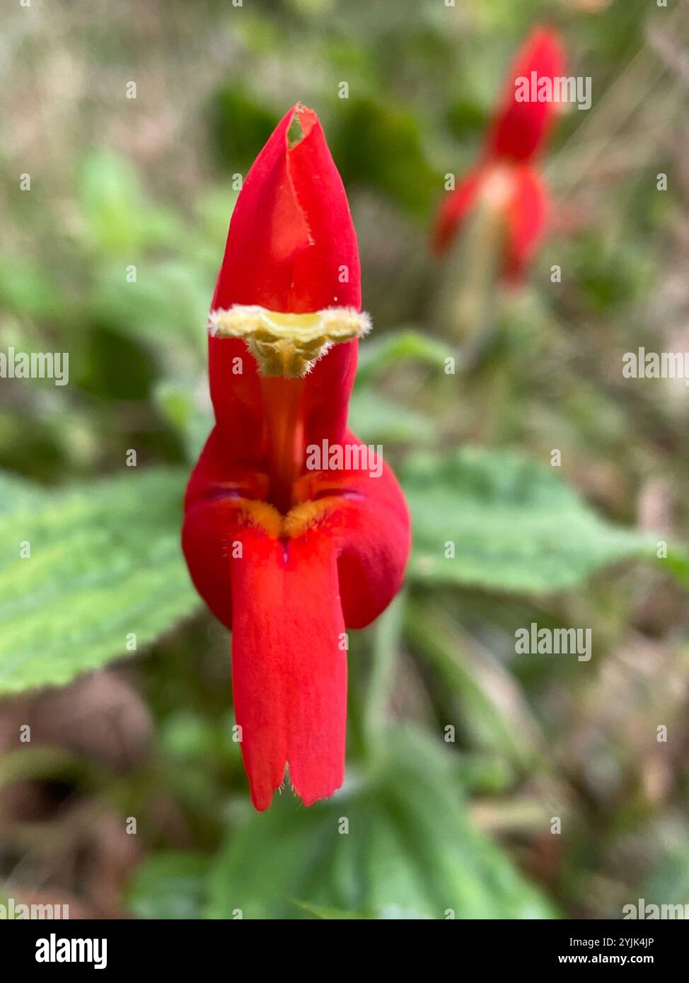 scarlet monkeyflower (Erythranthe cardinalis Stock Photo - Alamy