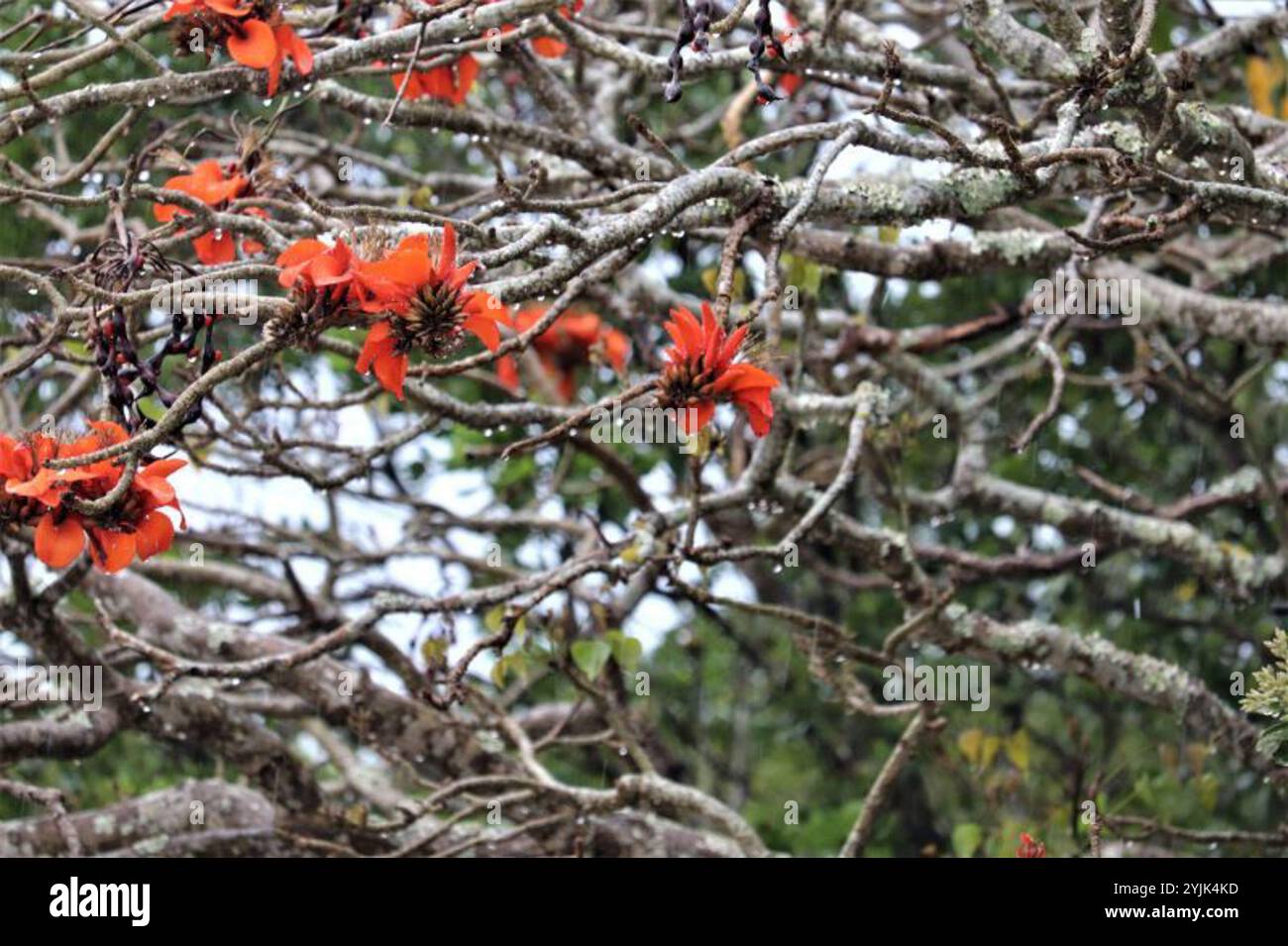 South African Coral Tree (Erythrina caffra Stock Photo - Alamy