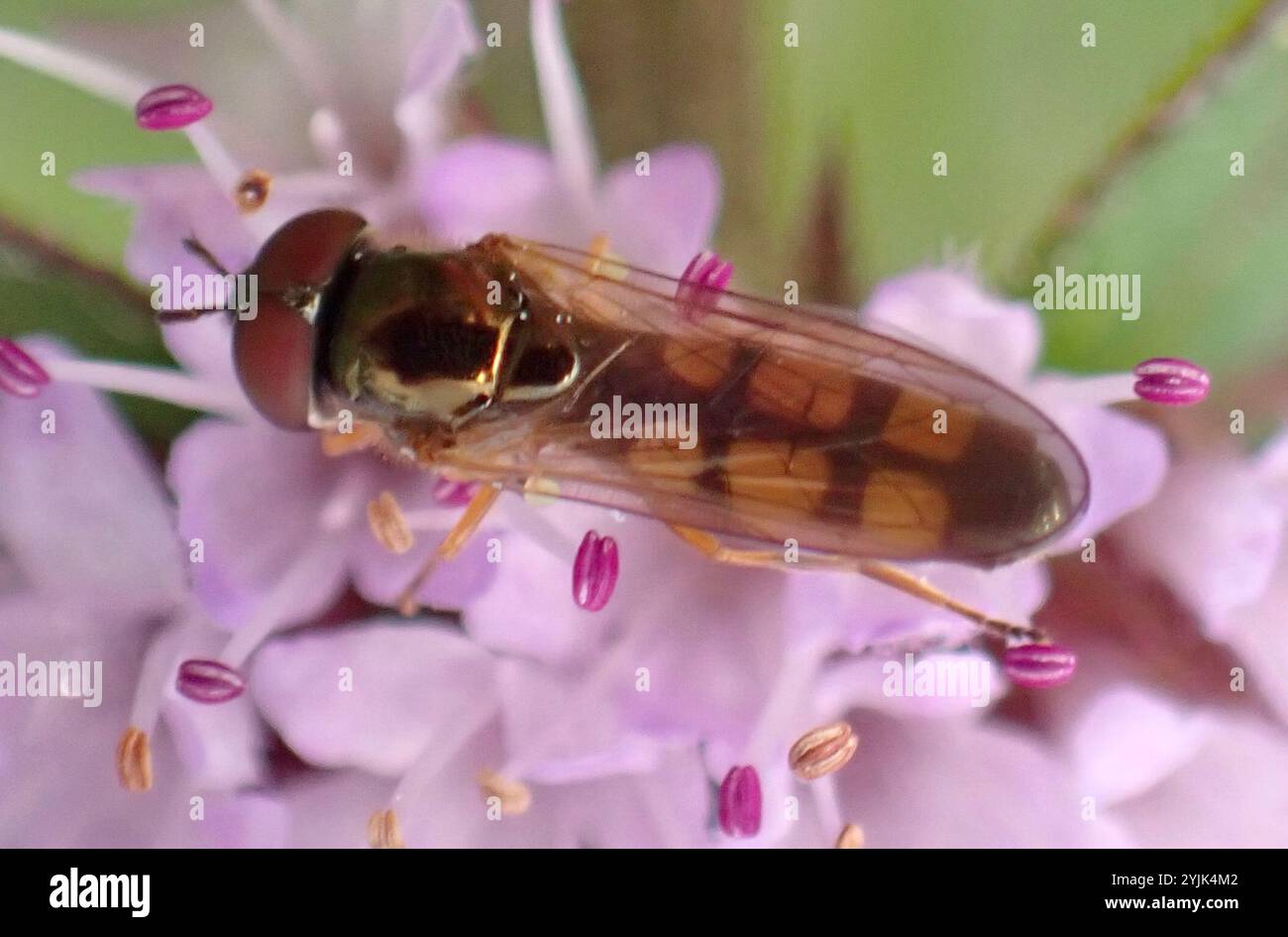 Variable Duskyface Fly (Melanostoma mellinum Stock Photo - Alamy