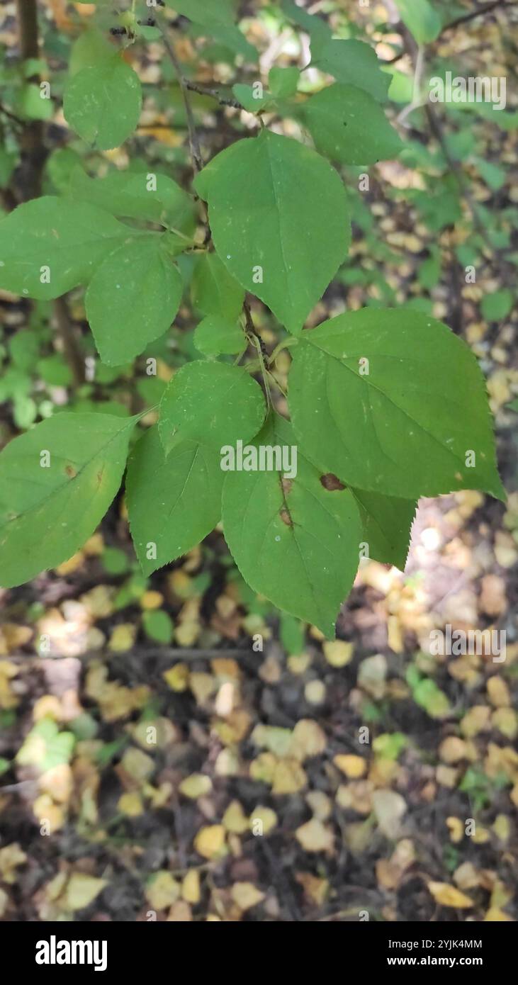 Siberian crabapple (Malus baccata Stock Photo - Alamy