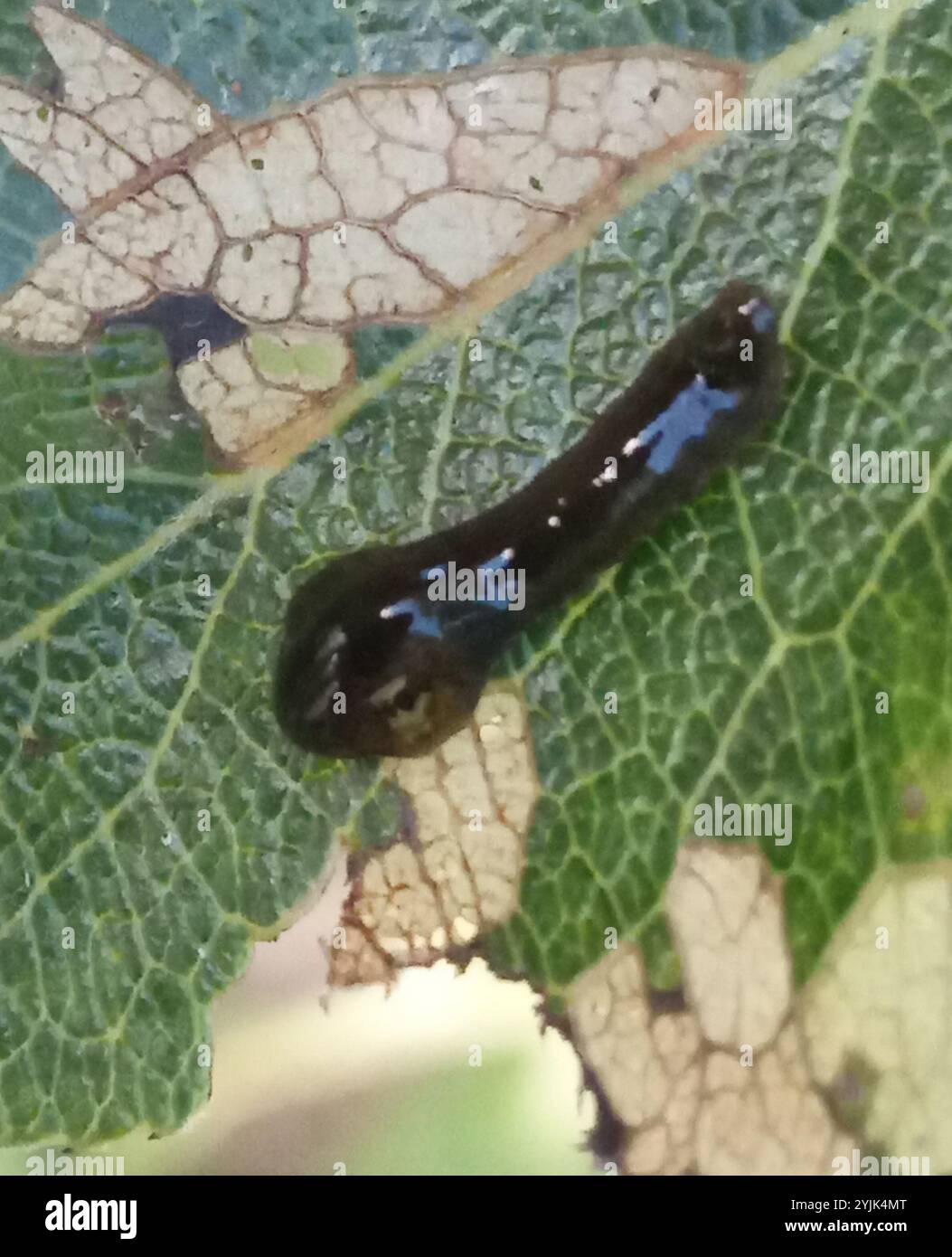 Cherry slug sawfly hi-res stock photography and images - Alamy