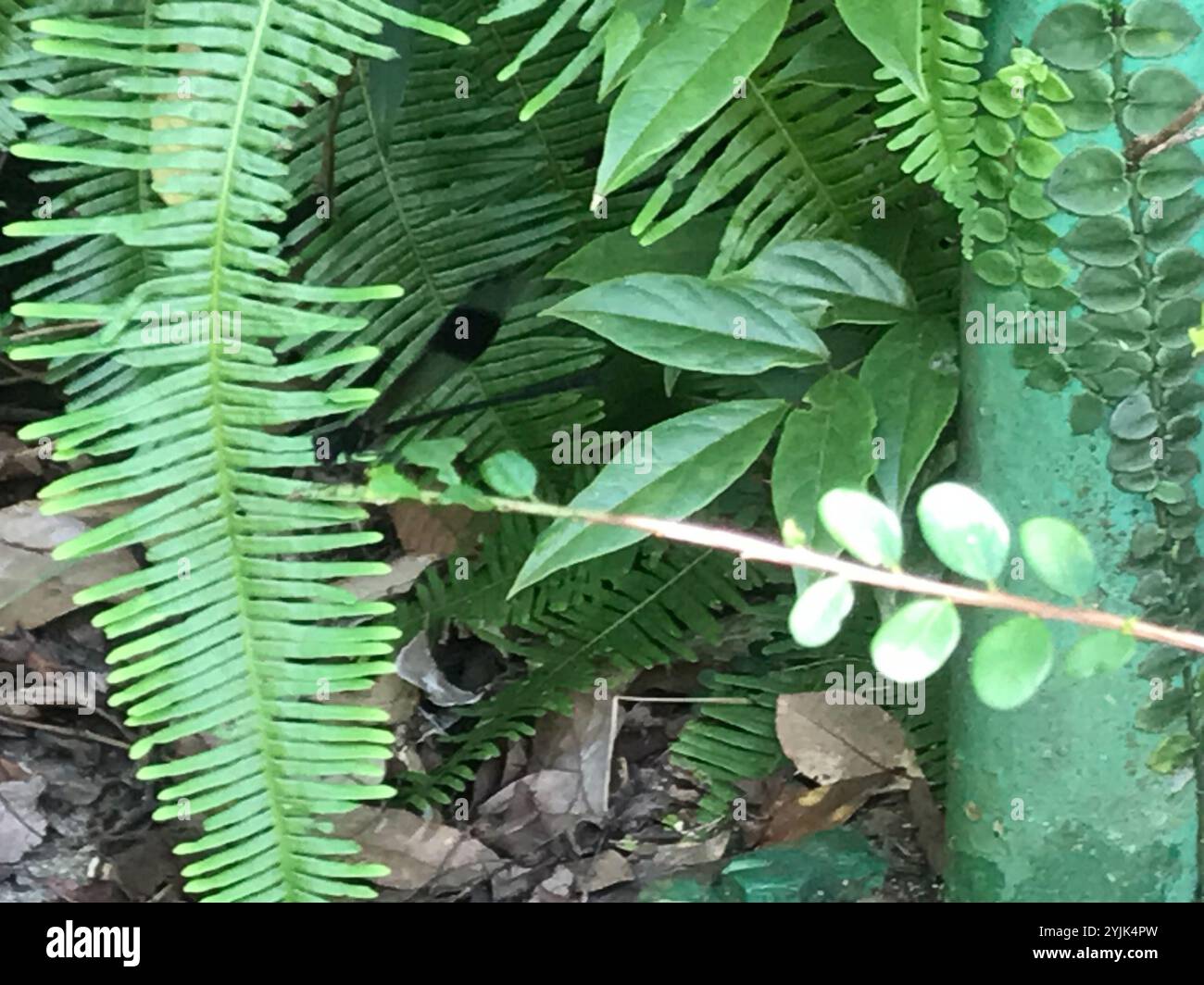 Euphaea decorata hi-res stock photography and images - Alamy