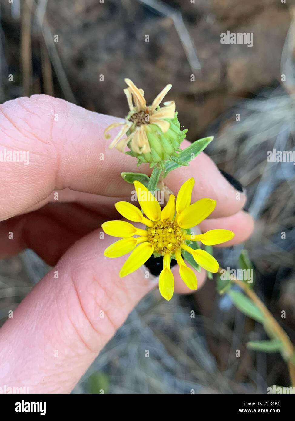 Pyrrocoma hi-res stock photography and images - Alamy