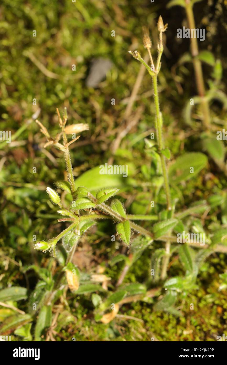 Common mouse-ear chickweed (Cerastium fontanum Stock Photo - Alamy