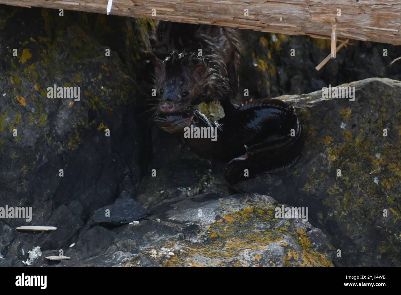 Stichaeidae hi-res stock photography and images - Alamy