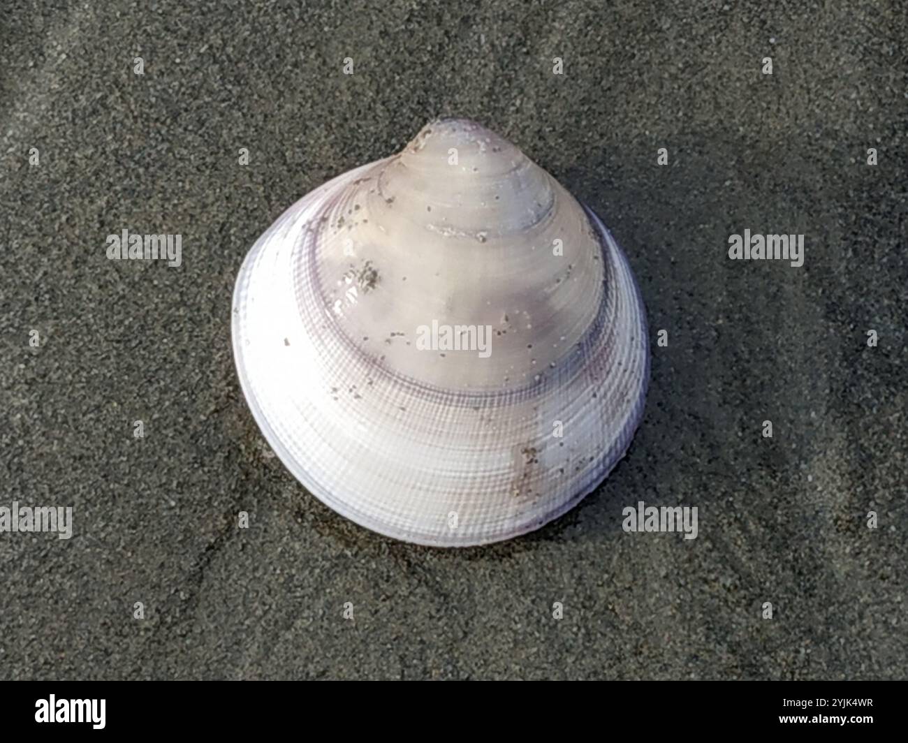 Chinese Venus Clam (Cyclina sinensis Stock Photo - Alamy
