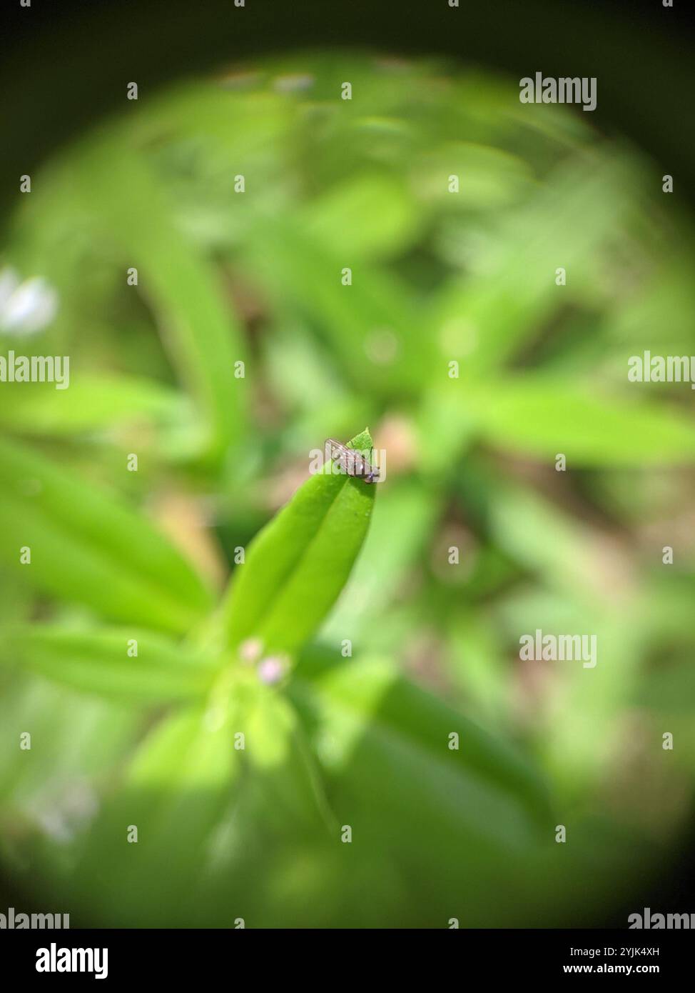 Scatella hi-res stock photography and images - Alamy