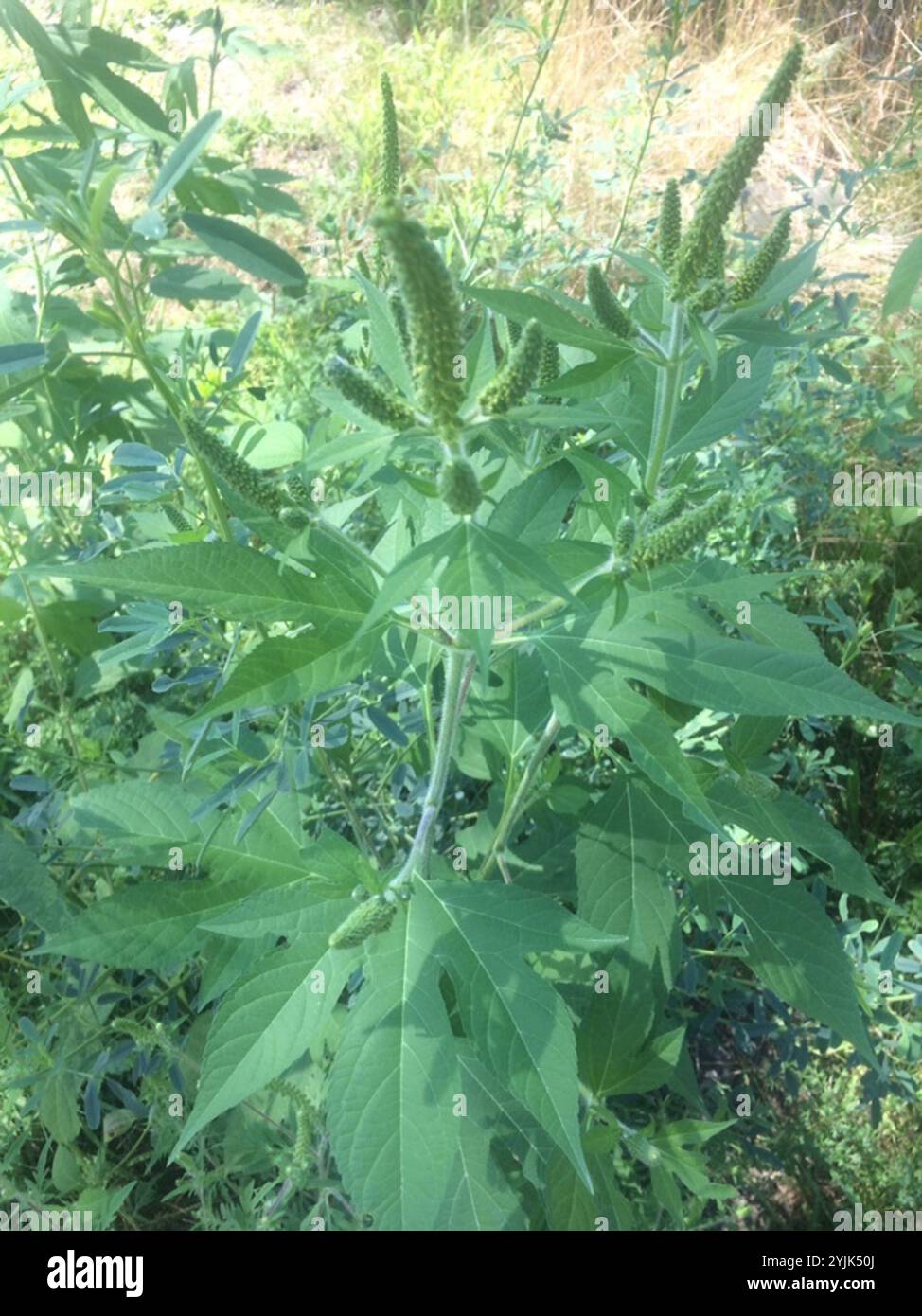 giant ragweed (Ambrosia trifida Stock Photo - Alamy