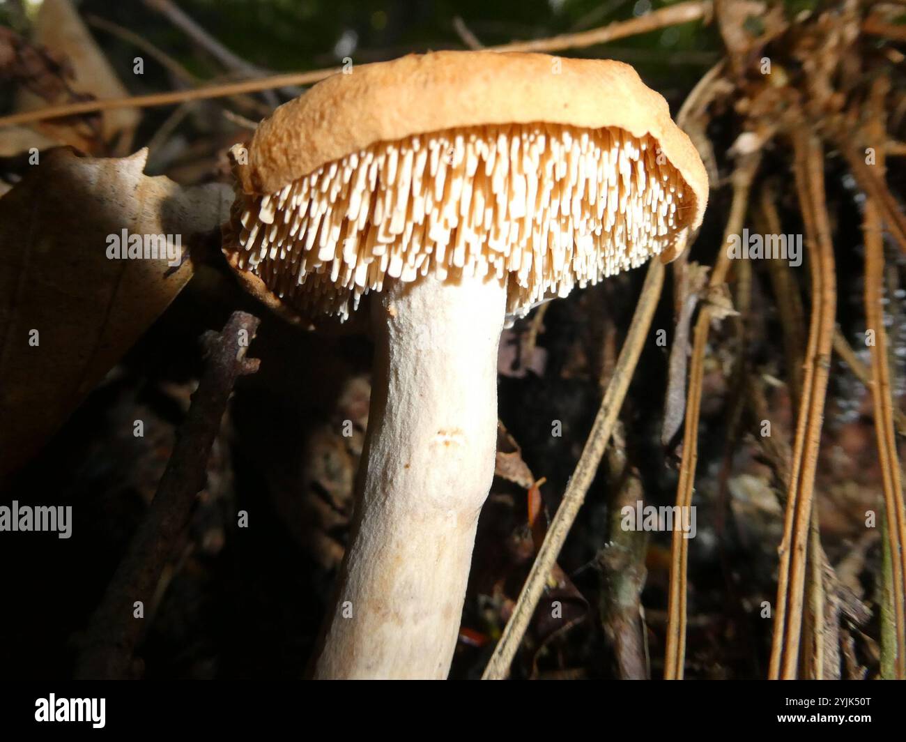depressed hedgehog (Hydnum umbilicatum Stock Photo - Alamy