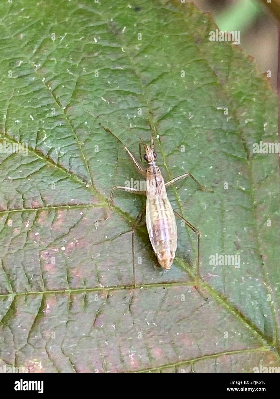 Marsh Damsel Bug (Nabis limbatus Stock Photo - Alamy