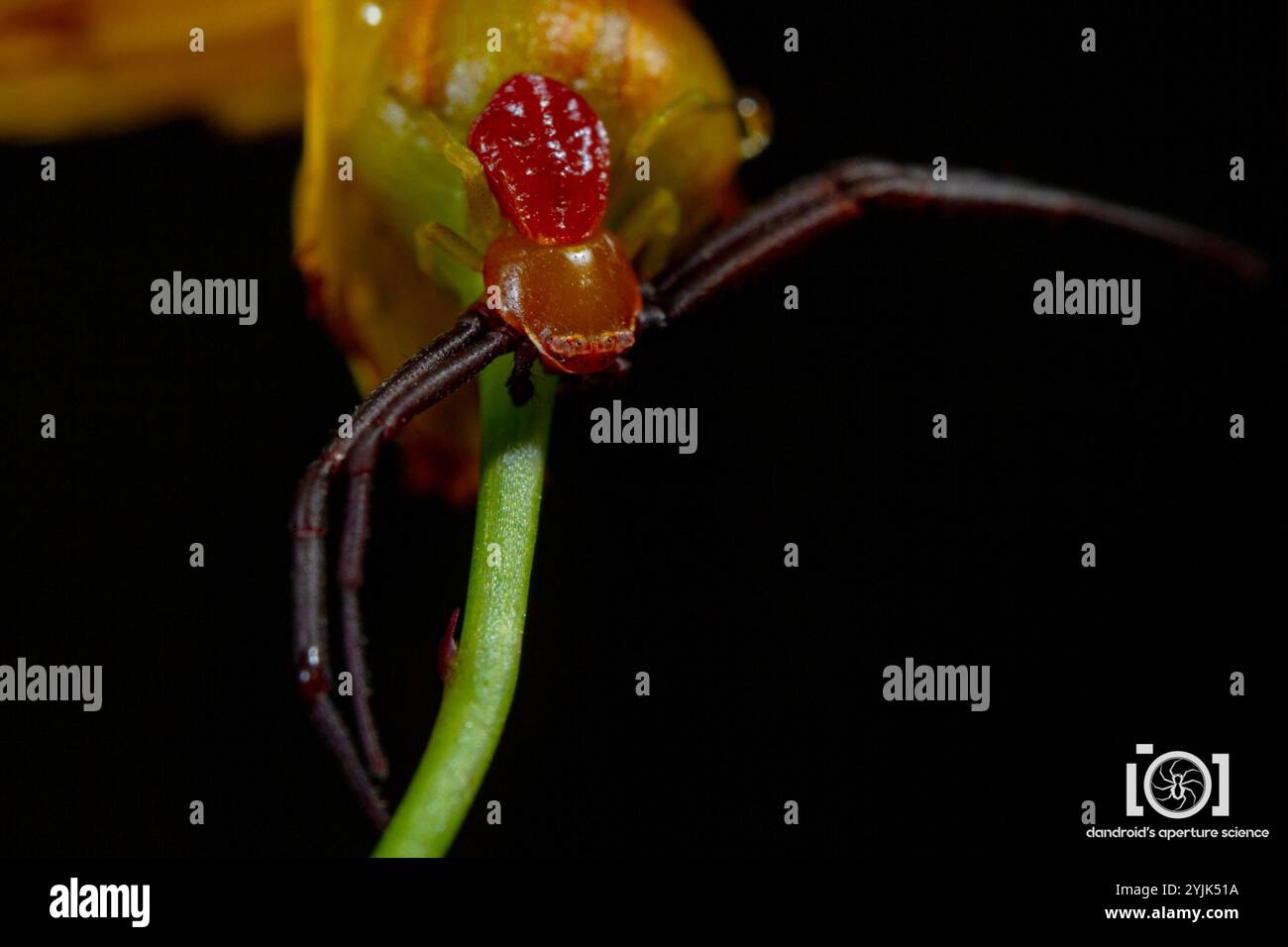White-banded Crab Spider (Misumenoides formosipes Stock Photo - Alamy