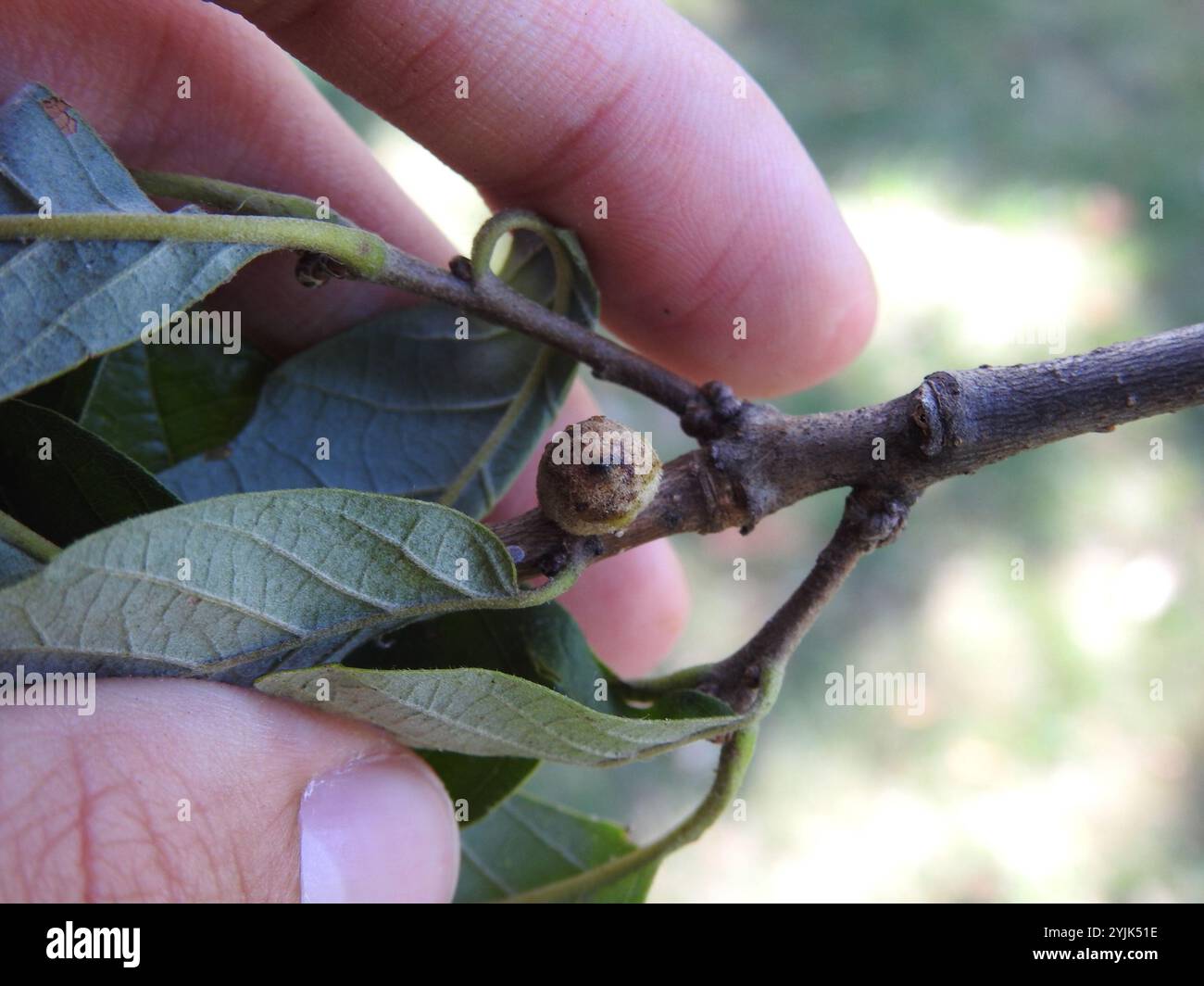 Oak Rough Bulletgall Wasp (Disholcaspis quercusmamma Stock Photo - Alamy