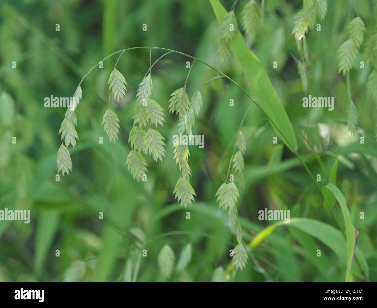 inland wood oats (Chasmanthium latifolium Stock Photo - Alamy