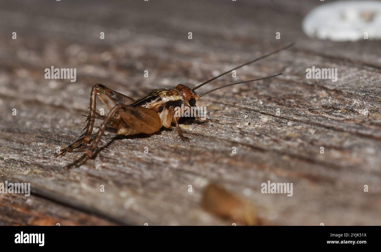 Robust Ground Crickets (Allonemobius Stock Photo - Alamy
