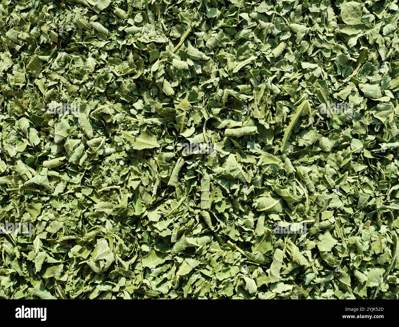 Fresh dried fig leaves for making healthy fig leaf tea. A natural ...