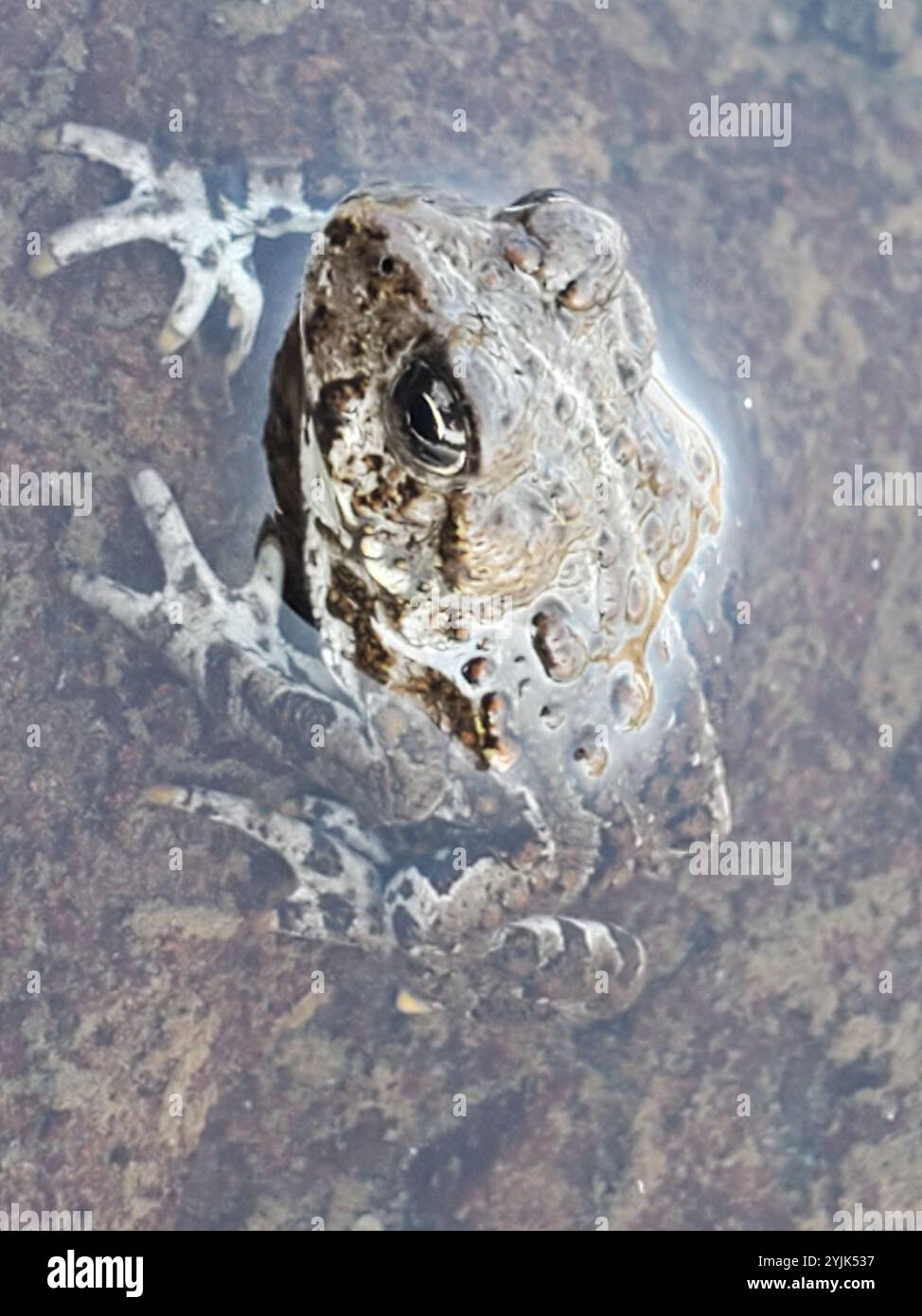 Western Toad (Anaxyrus boreas Stock Photo - Alamy