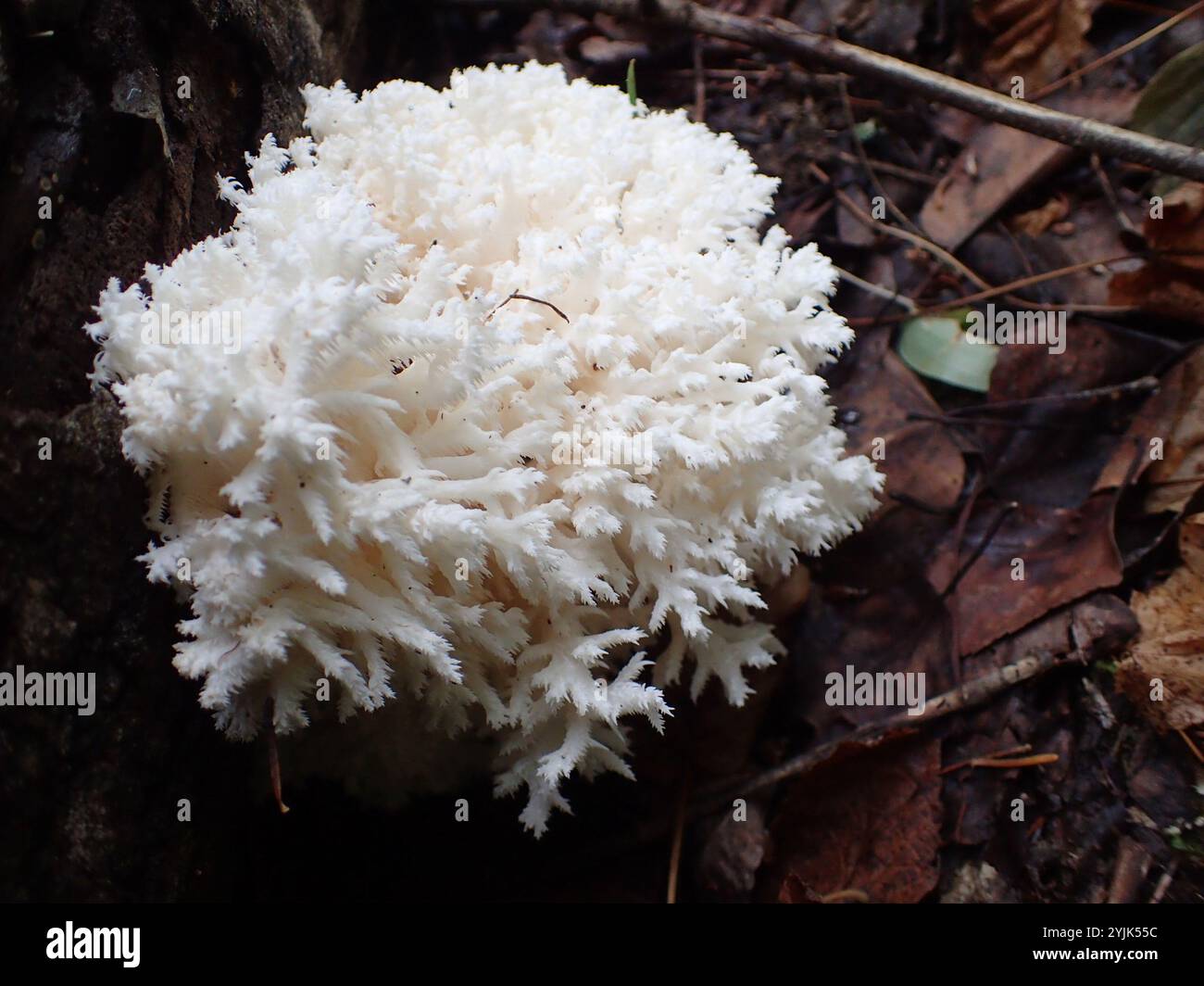 Coral tooth fungus (Hericium coralloides Stock Photo - Alamy