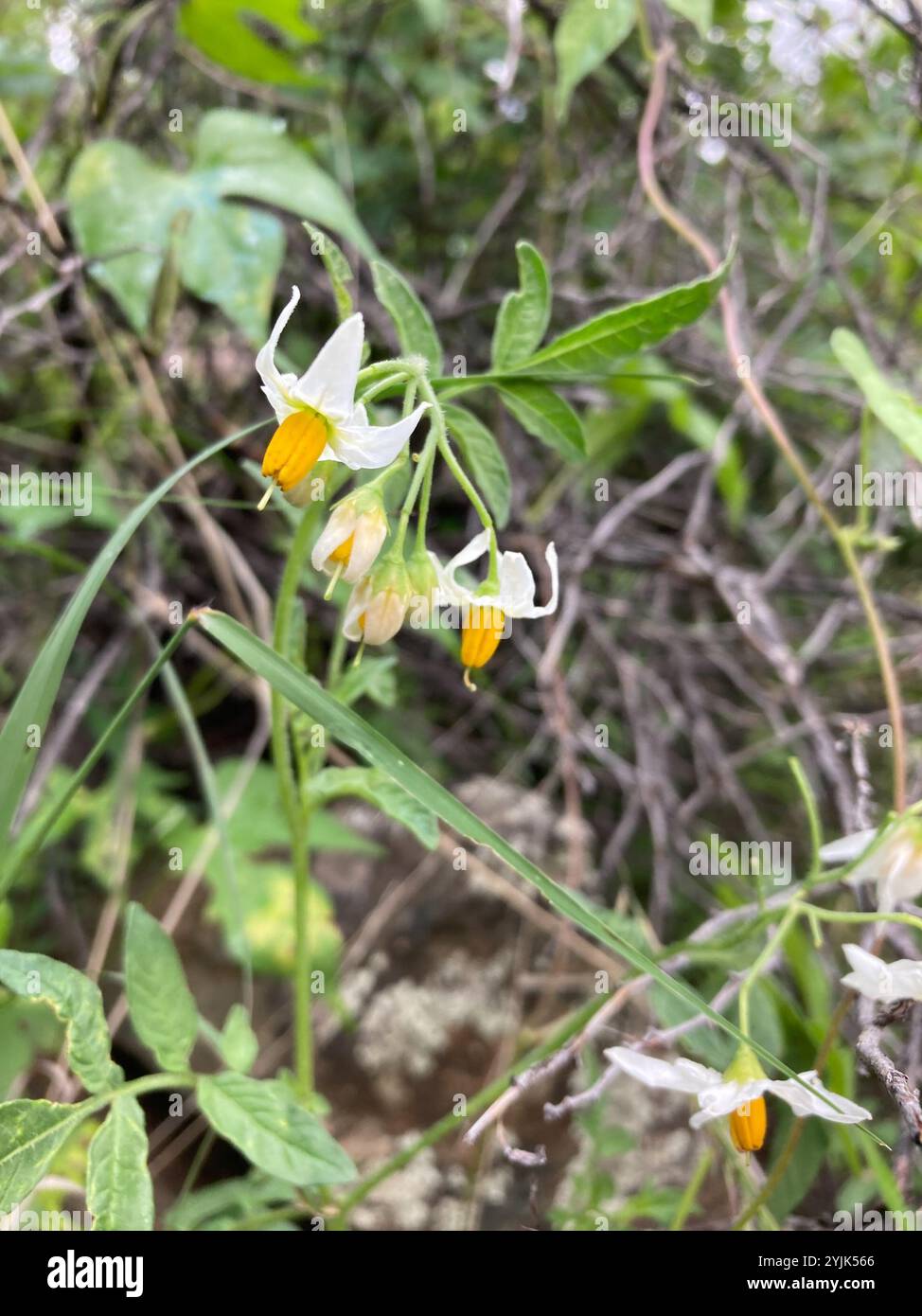 wild potato (Solanum jamesii Stock Photo - Alamy