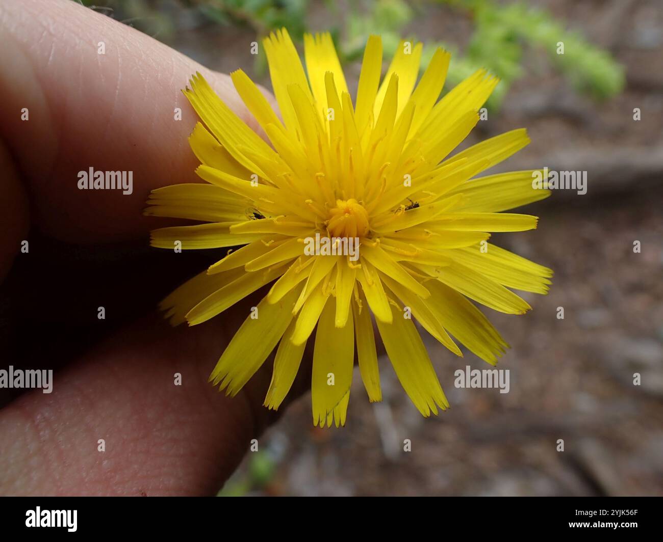 Common Cat's-ear (Hypochaeris radicata Stock Photo - Alamy