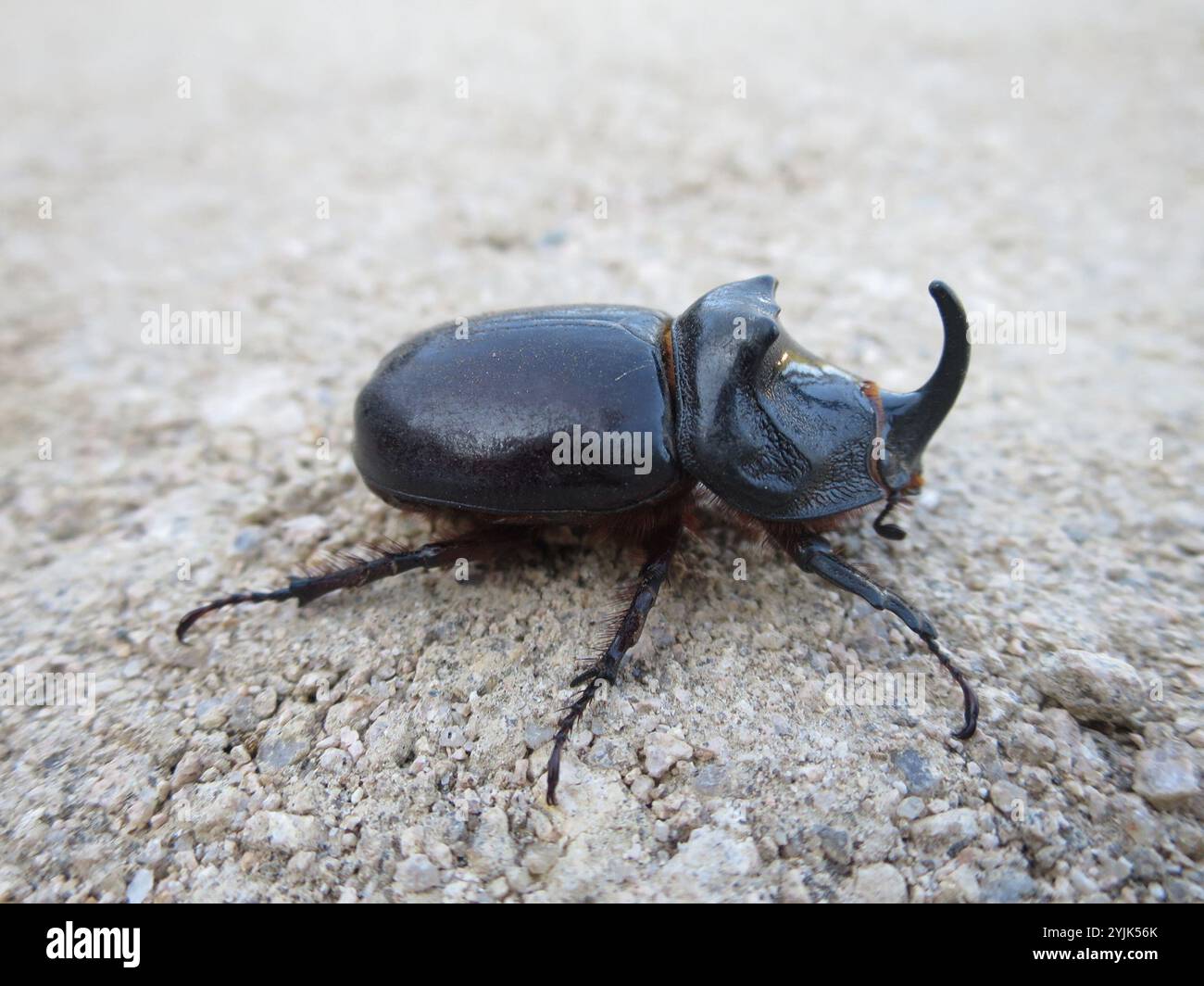Iberian rhinoceros beetle (Oryctes nasicornis grypus Stock Photo - Alamy
