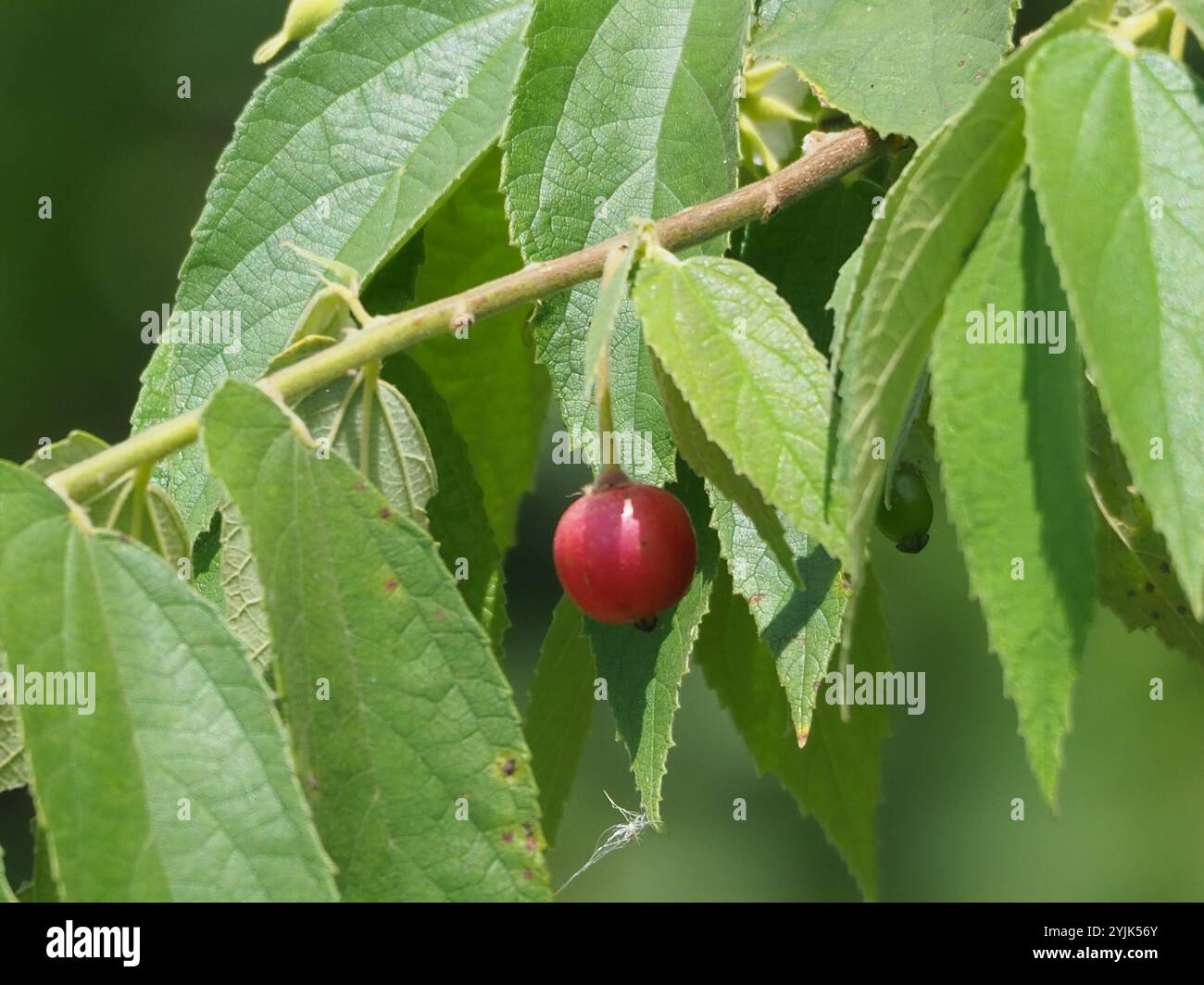 Calabur tree hi-res stock photography and images - Alamy