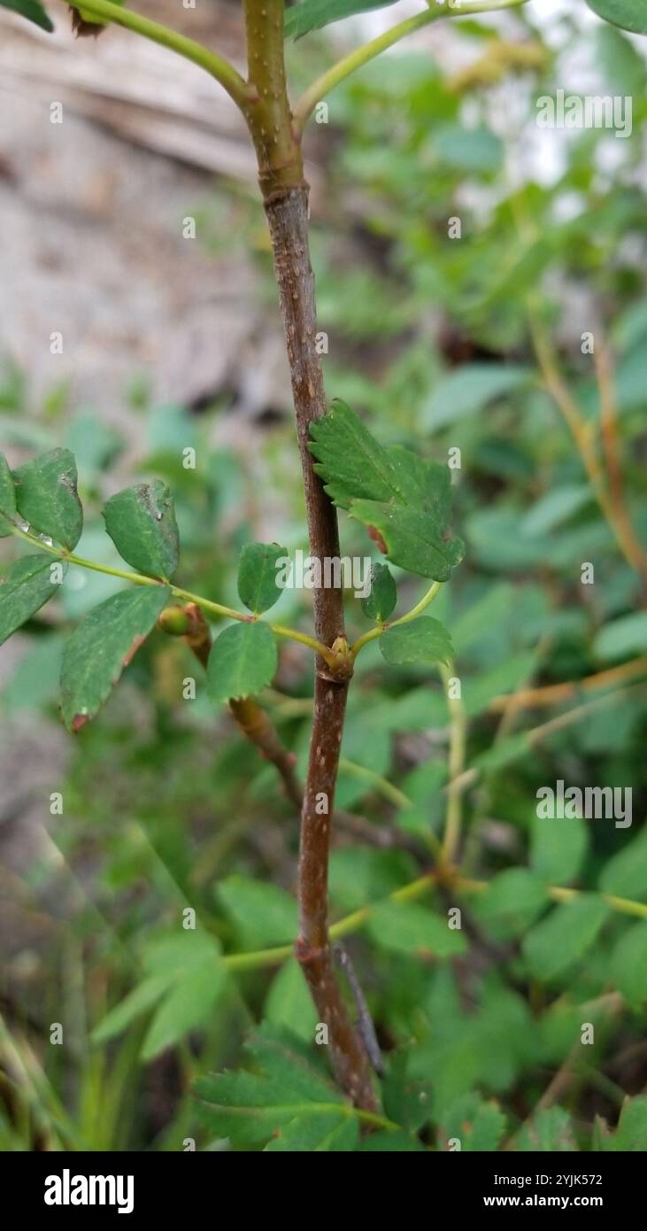 Sitka Mountain-Ash (Sorbus sitchensis Stock Photo - Alamy