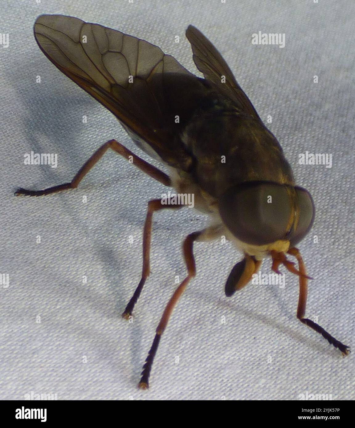 True Horse Flies (Tabanus Stock Photo - Alamy