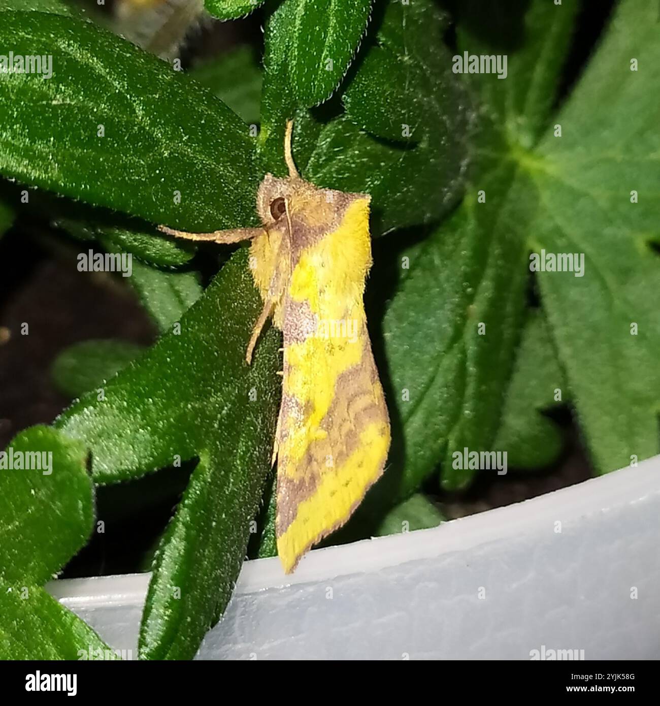 Pink-barred Sallow (Xanthia togata Stock Photo - Alamy