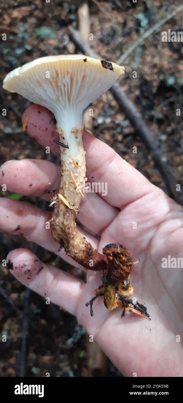 Trainwrecker (Neolentinus lepideus Stock Photo - Alamy