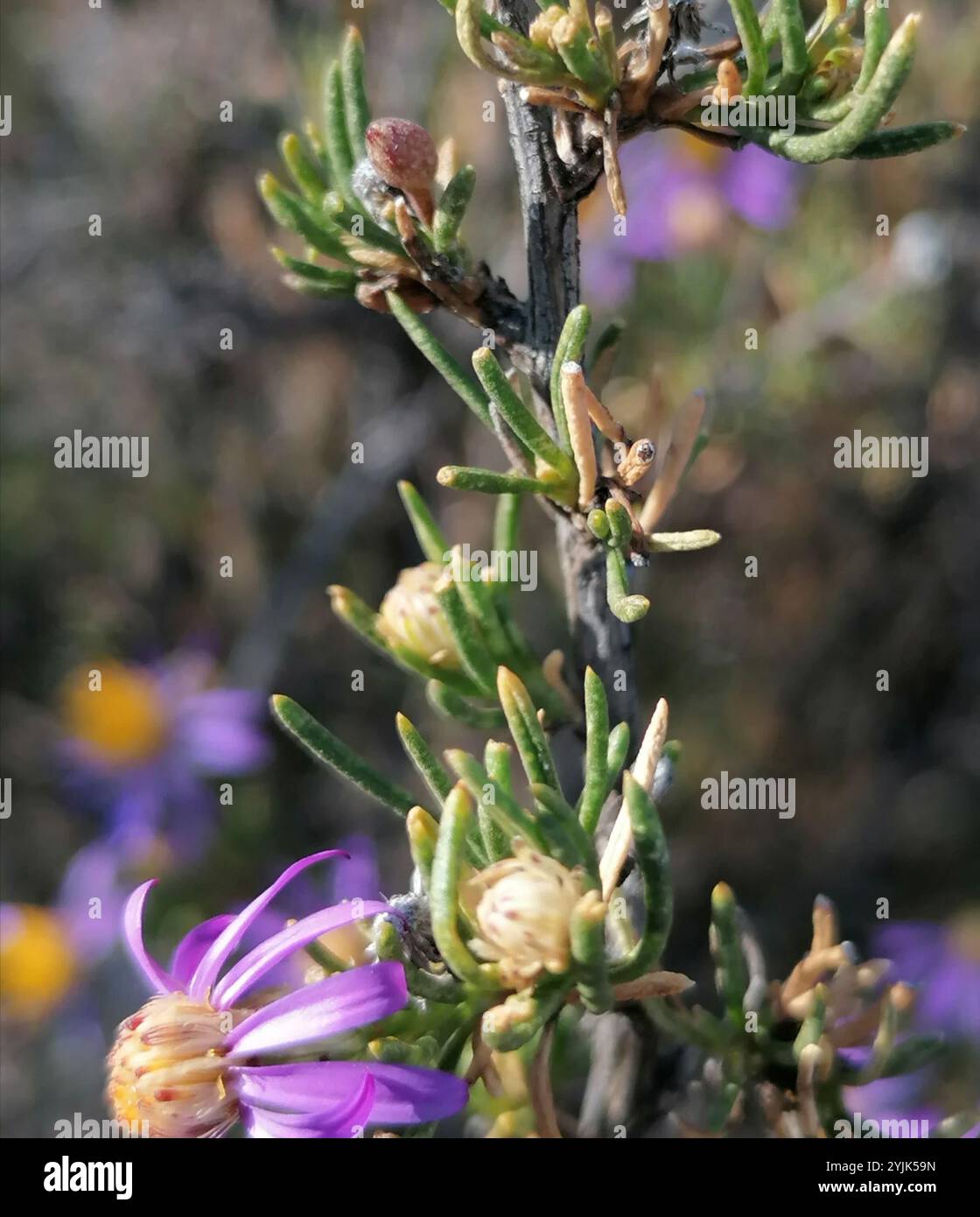 Fine Felicia (Felicia filifolia Stock Photo - Alamy