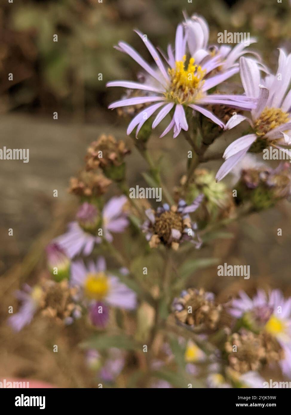 Pacific Aster (Symphyotrichum chilense Stock Photo - Alamy