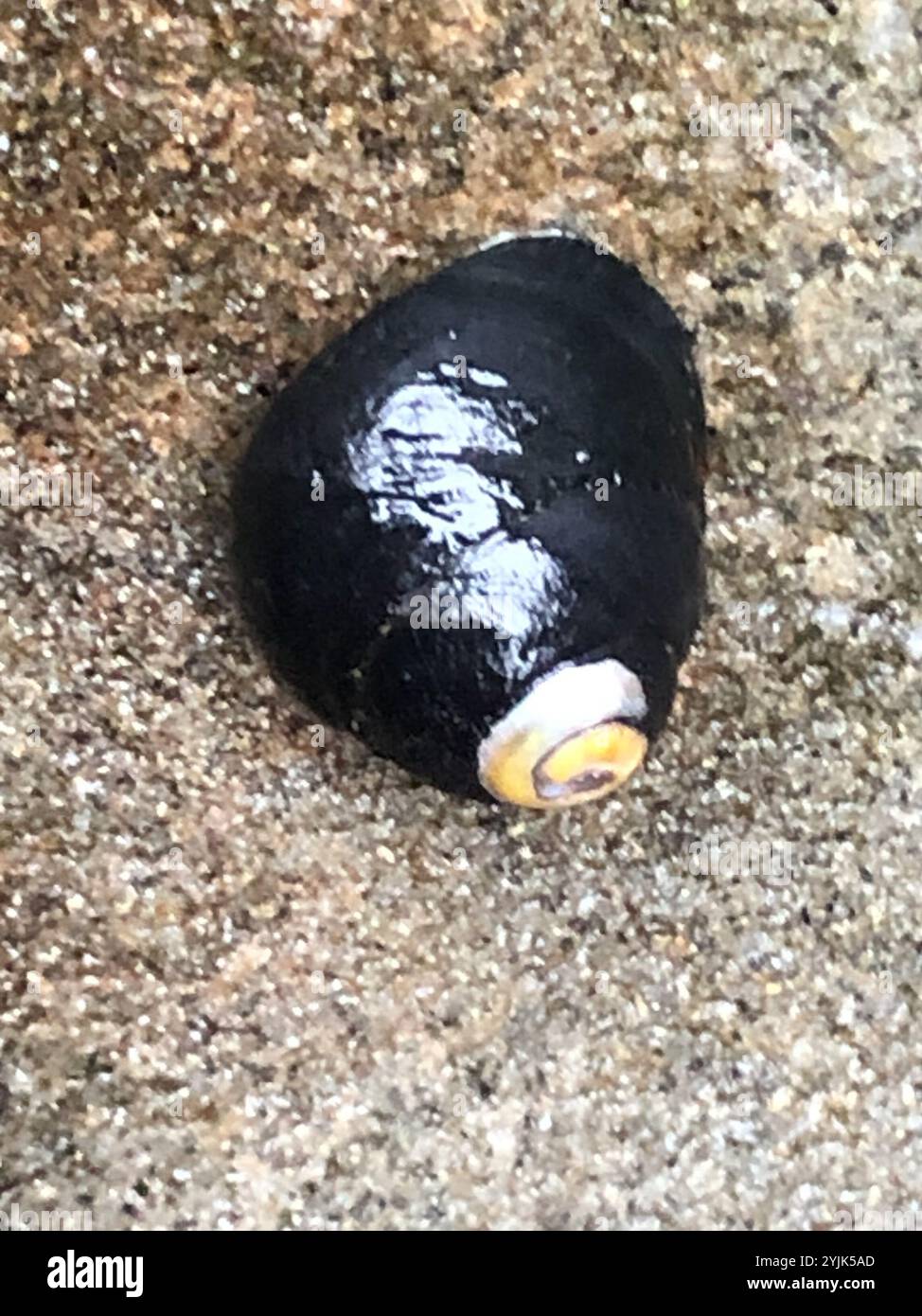 Black Tegula (Tegula funebralis Stock Photo - Alamy