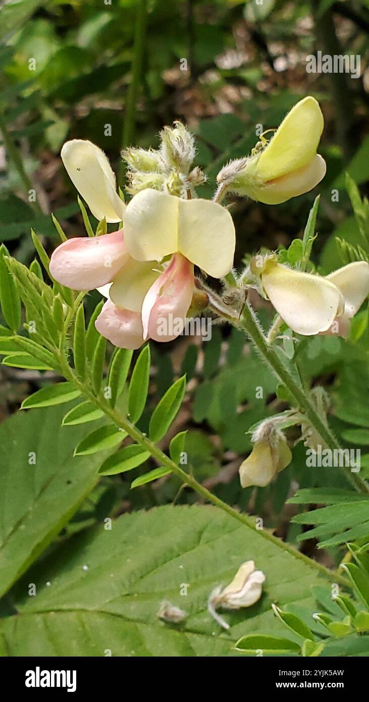 goat's rue (Tephrosia virginiana Stock Photo - Alamy