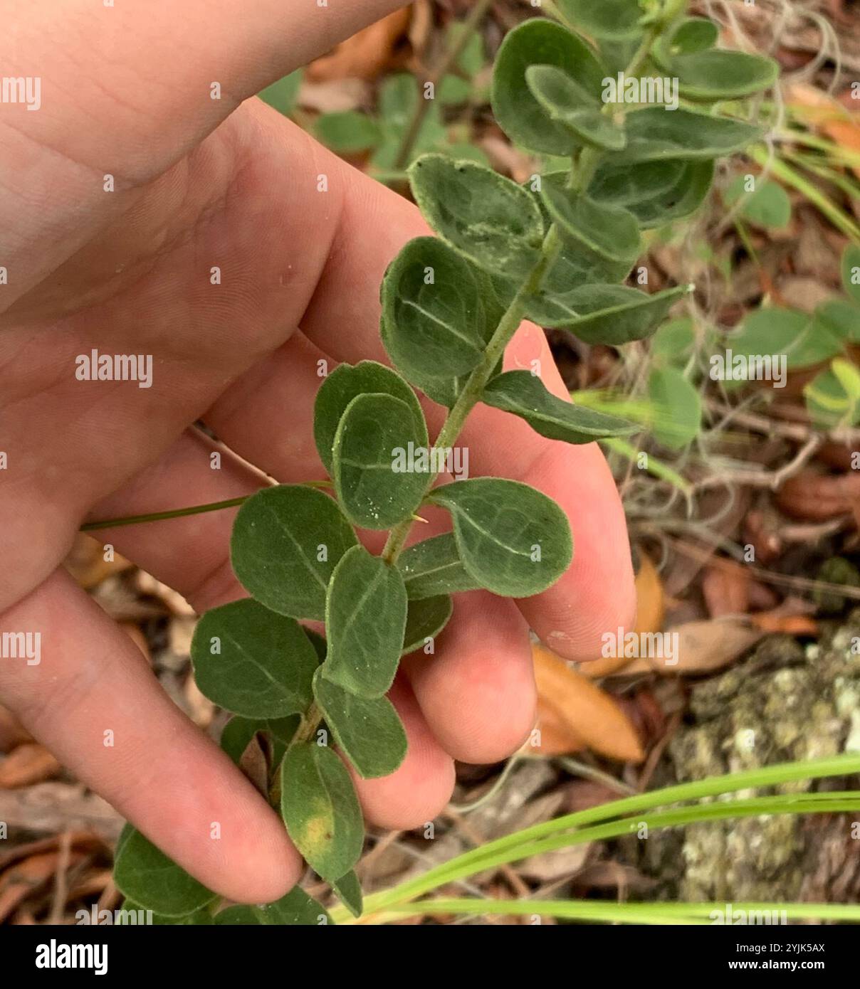 Tortifolius hi-res stock photography and images - Alamy